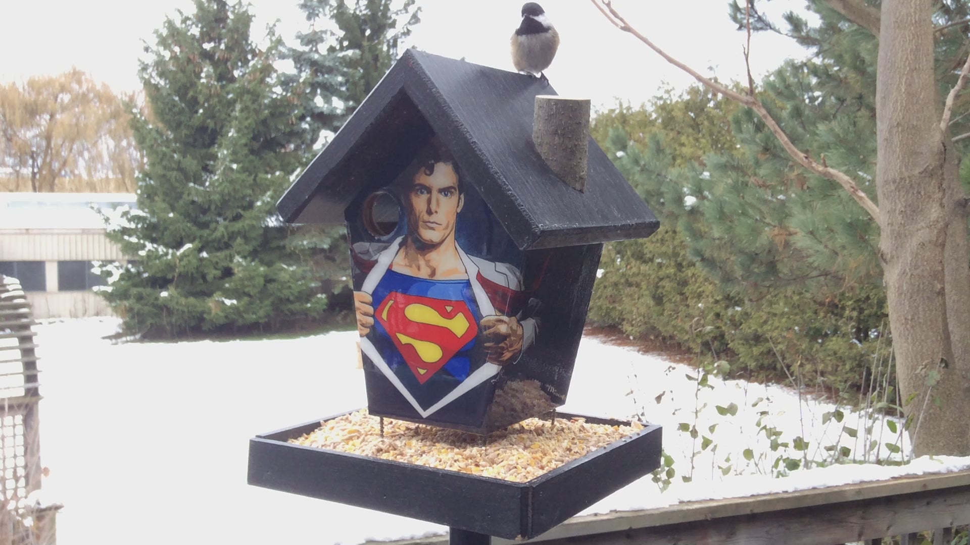 Superman Bird Feeder – Buy A Birdhouse